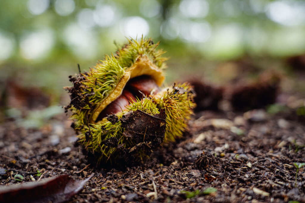 Dunstan Chestnut Tree – Chestnut Hill Outdoors