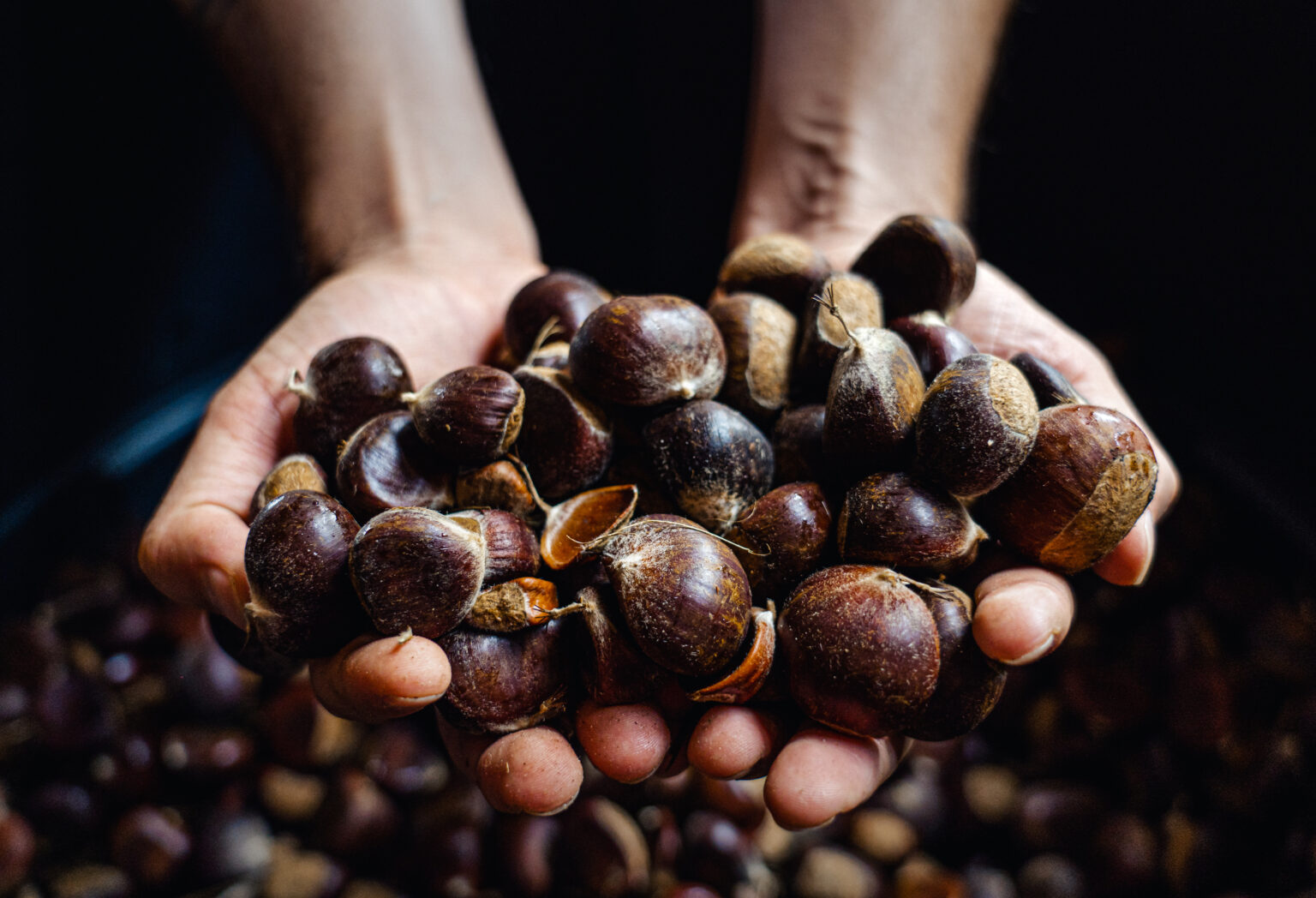 Dunstan Chestnut Tree – Chestnut Hill Outdoors