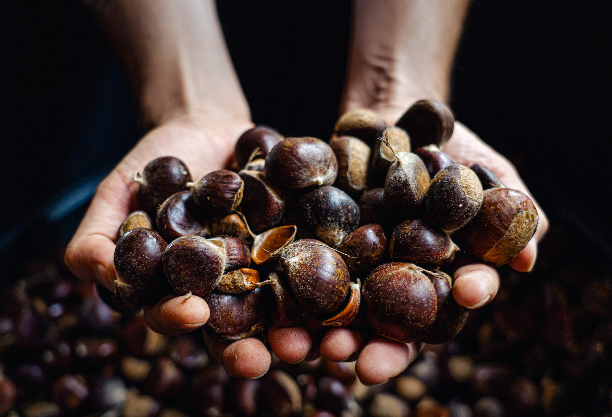 Dunstan Chestnut Tree – Chestnut Hill Outdoors