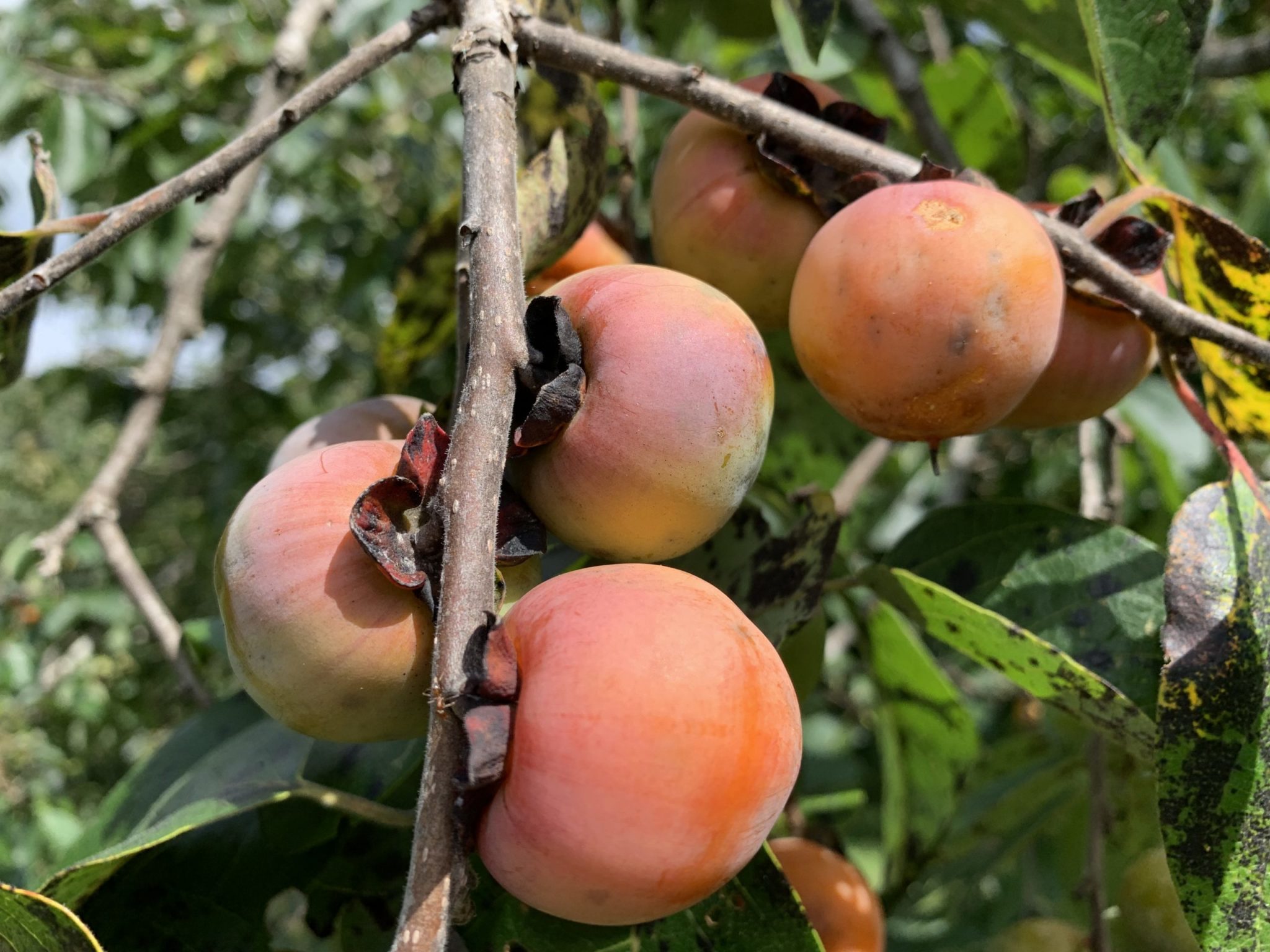 Deer Candy Persimmon Tree Collection (Early-Mid Drop) – Chestnut Hill ...