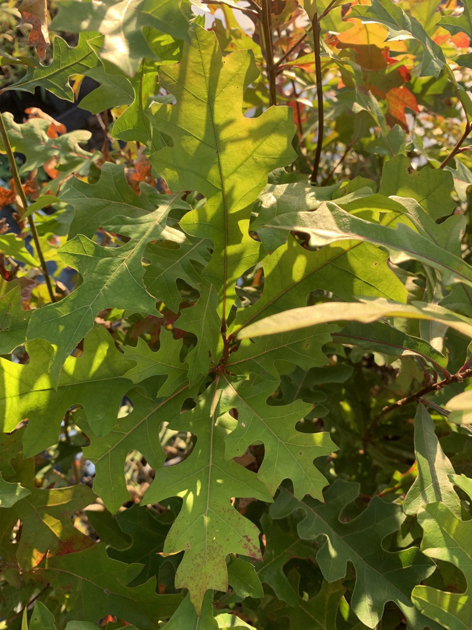 Overcup Oak Tree – Chestnut Hill Outdoors