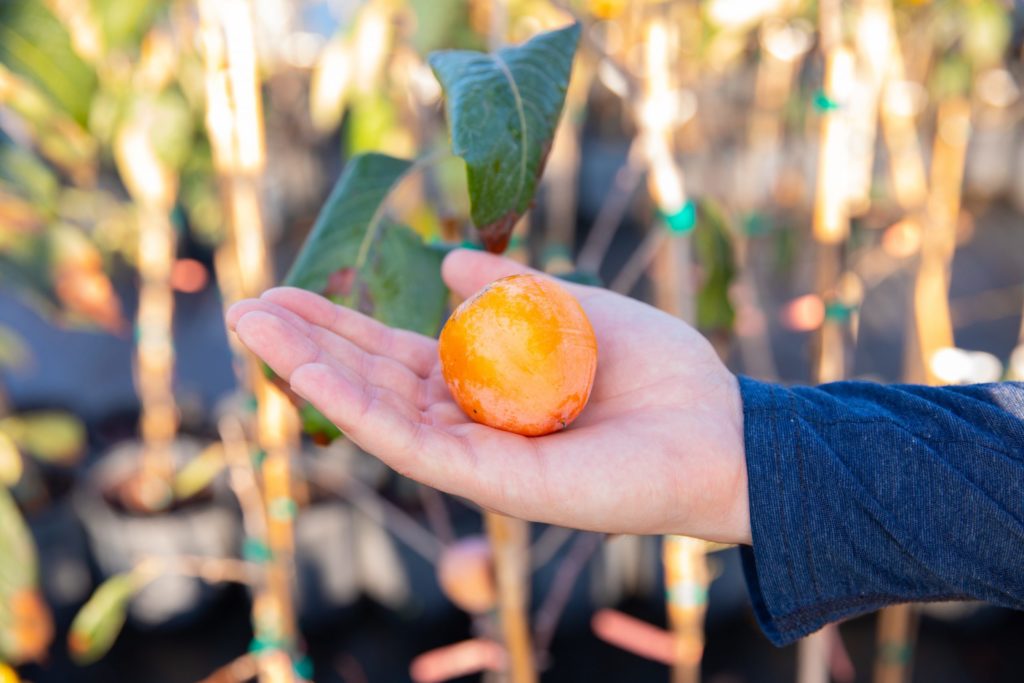Prok Persimmon Tree (Early-Mid Drop) – Chestnut Hill Outdoors