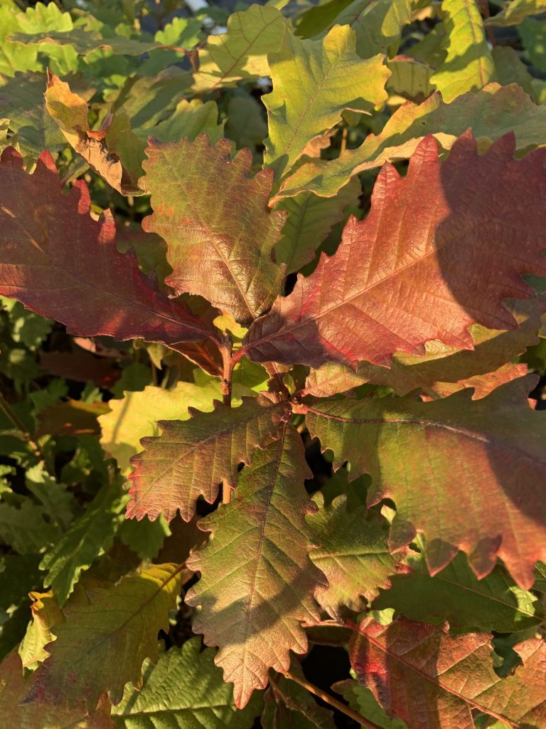 Swamp Chestnut Oak Tree – Chestnut Hill Outdoors