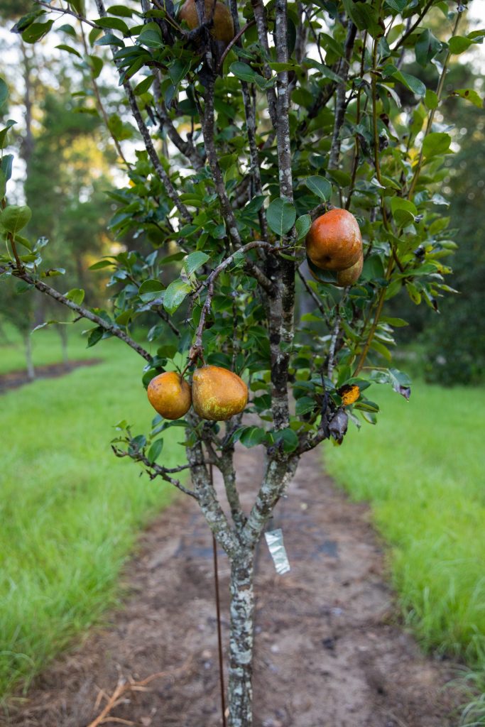 Buck’s Harvest Pear Tree – Chestnut Hill Outdoors
