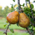 All Products – Chestnut Hill Outdoors