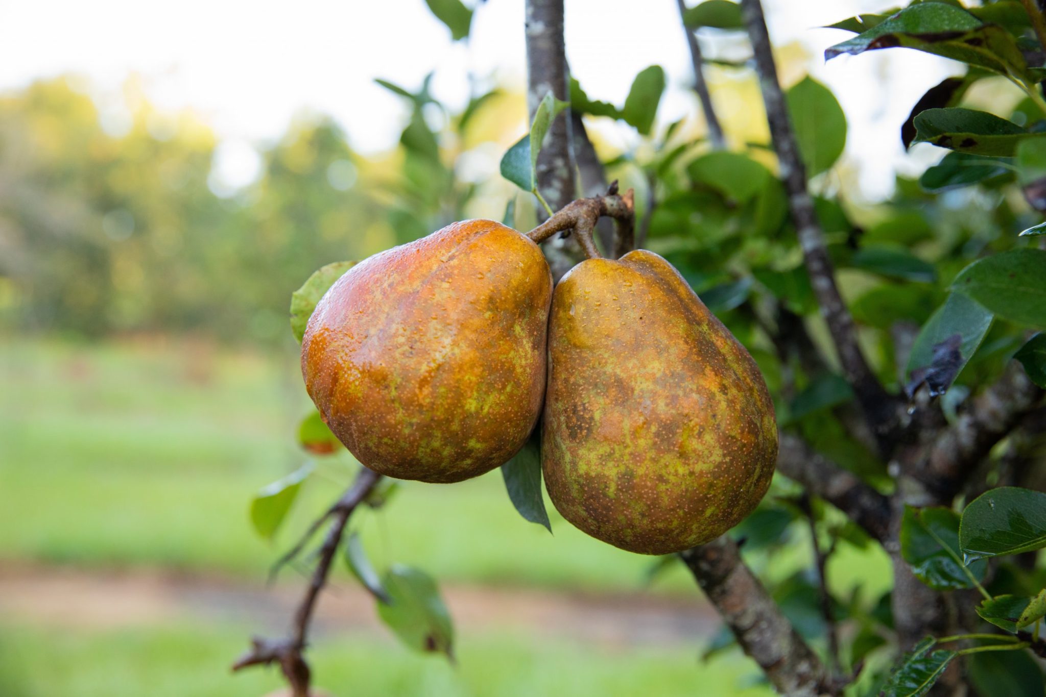 Buck’s Harvest Pear Tree – Chestnut Hill Outdoors