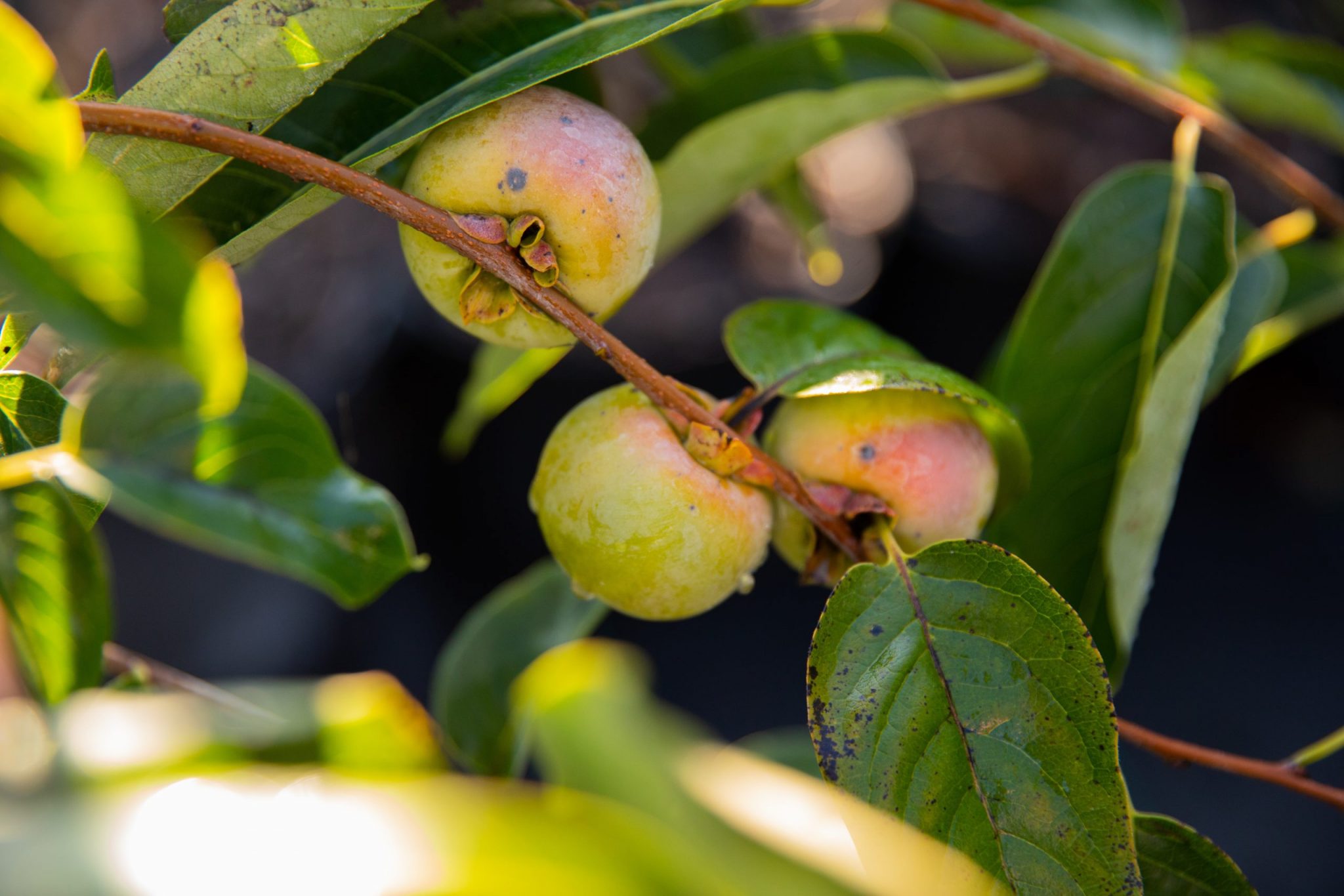 Deer Candy Persimmon Tree Collection (Early-Mid Drop) – Chestnut Hill ...
