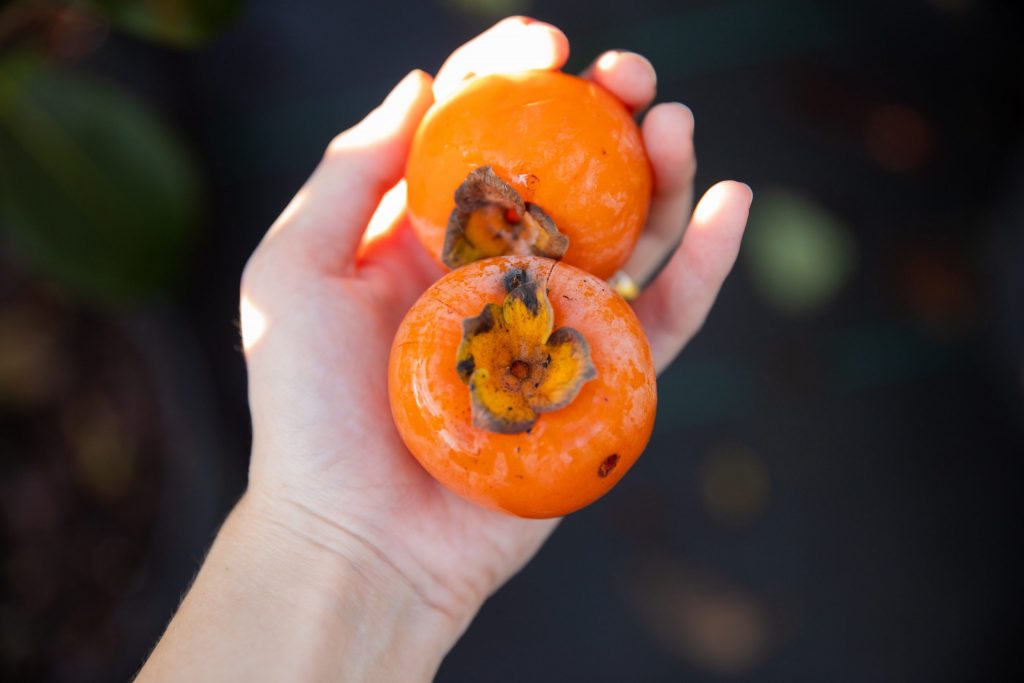 Deer Candy Persimmon Tree Collection (Early-Mid Drop) – Chestnut Hill ...