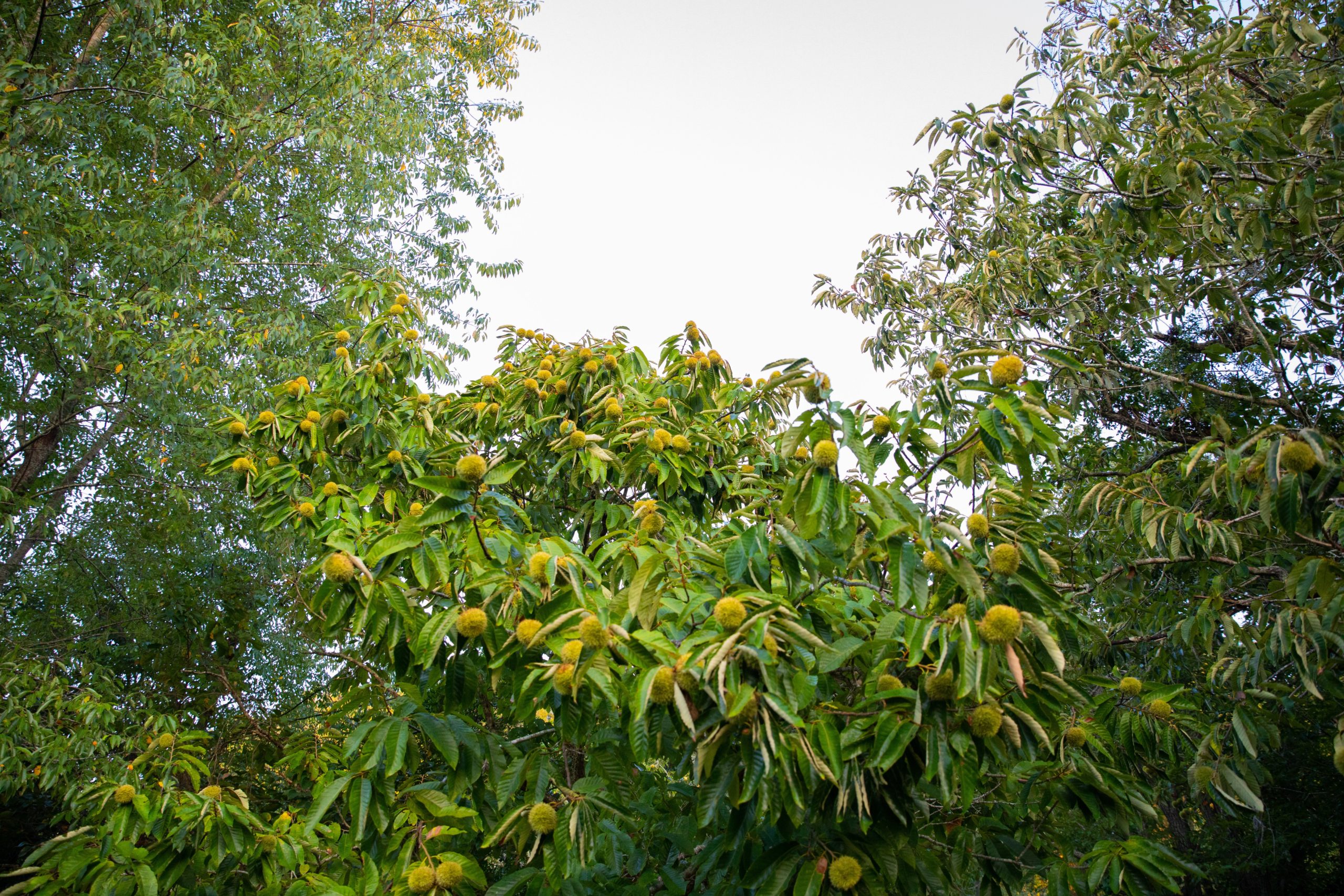 Dunstan Chestnut Tree Bulk Pallet – 3 Gallon Size (50 Trees) – Chestnut ...