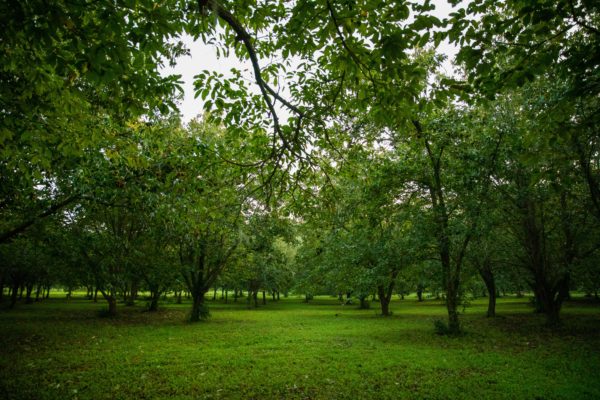 Dunstan Chestnut Tree Bulk Pallet – 3 Gallon Size (50 Trees) – Chestnut ...