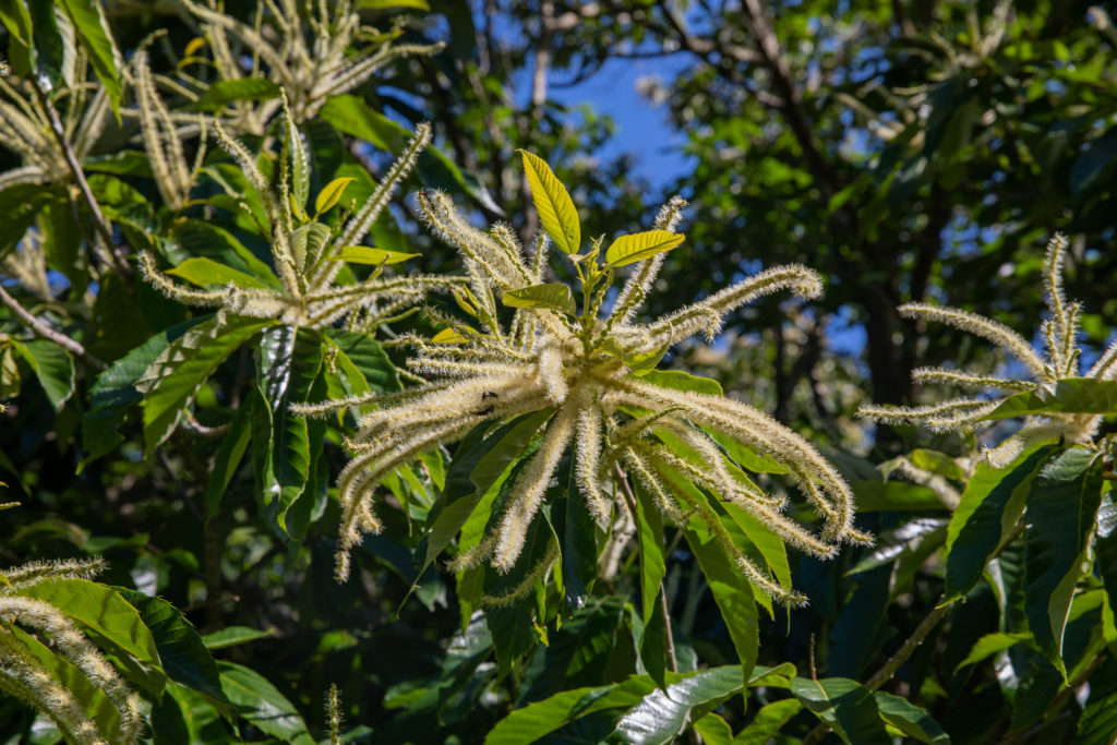 Dunstan Chestnut Tree – Chestnut Hill Outdoors