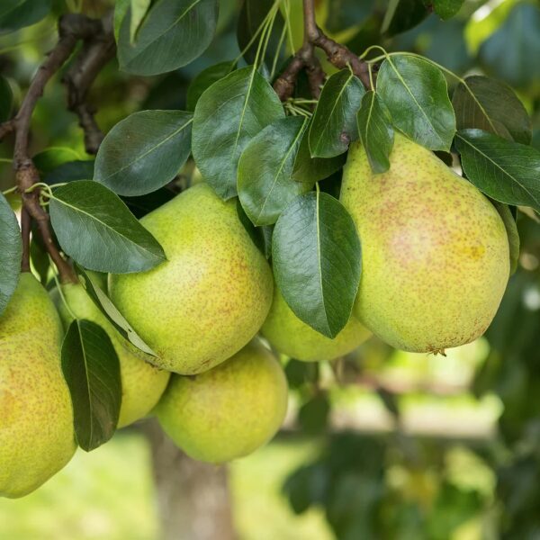 Pear Trees – Chestnut Hill Outdoors