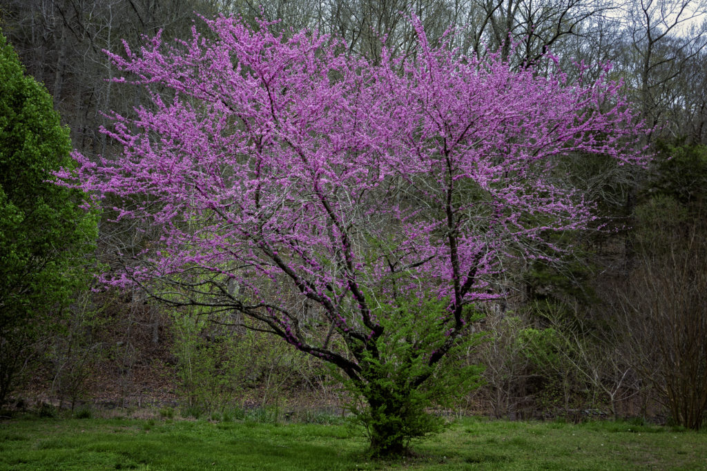 Redbud Tree – Chestnut Hill Outdoors