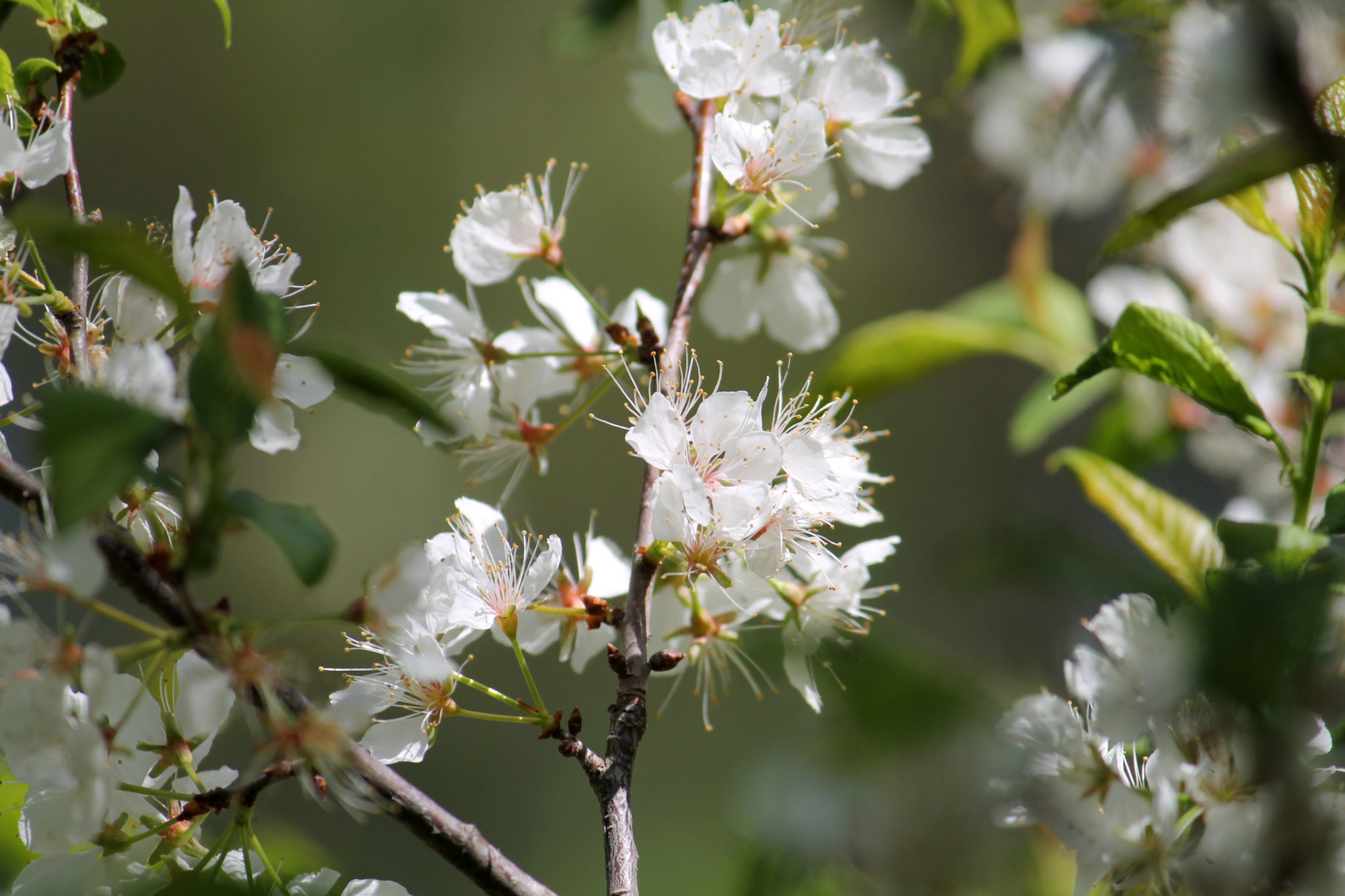 American Plum Tree – Chestnut Hill Outdoors
