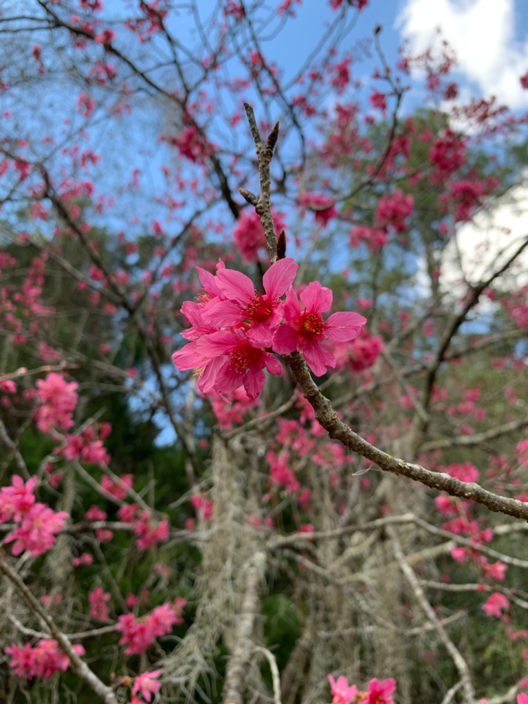 Taiwan Flowering Cherry – Chestnut Hill Outdoors