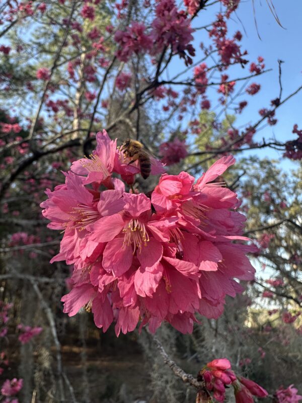 Taiwan Flowering Cherry Tree – Chestnut Hill Outdoors