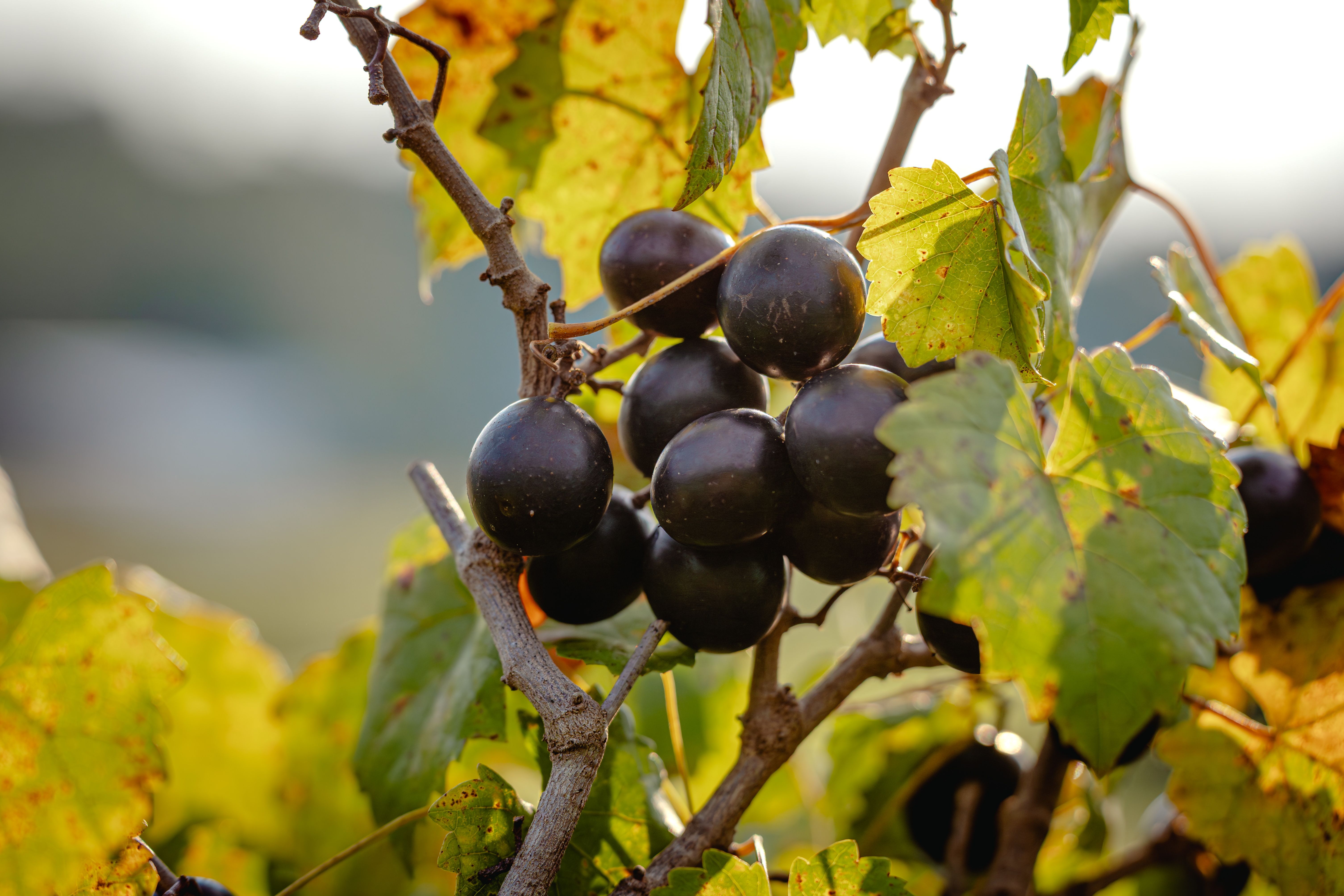 Alachua Muscadine Grape Vine – Chestnut Hill Outdoors