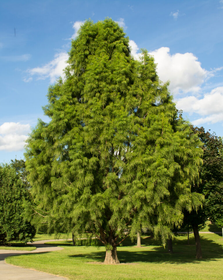 Bald Cypress Tree – Chestnut Hill Outdoors