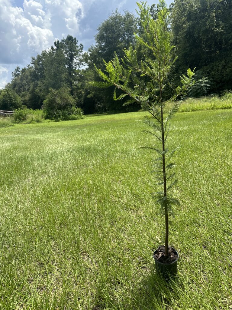 Bald Cypress Tree – Chestnut Hill Outdoors