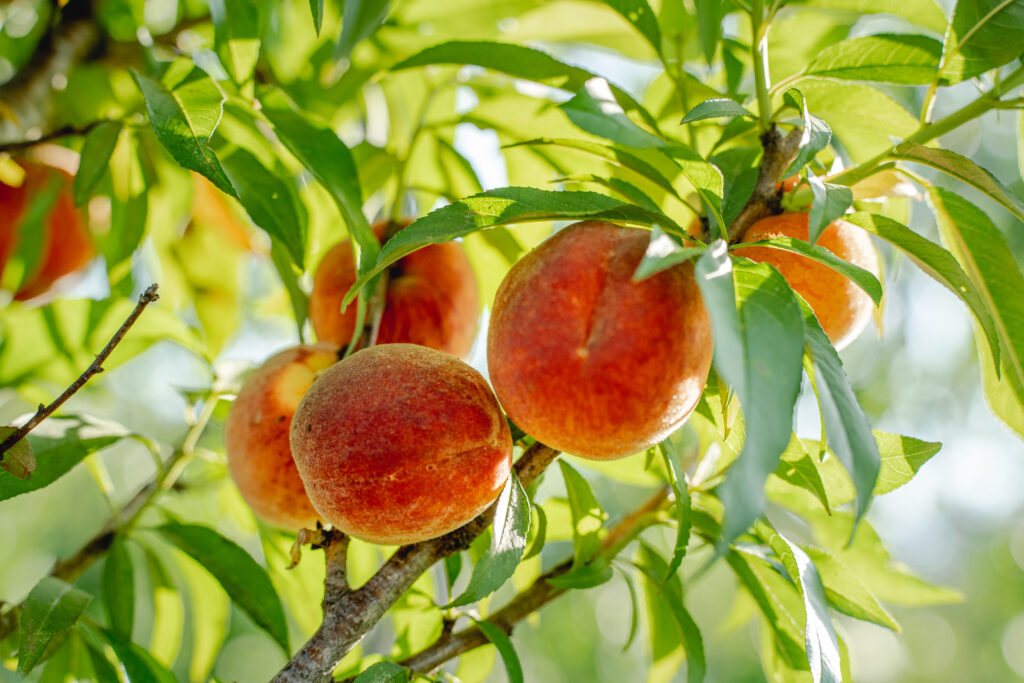 Tropic Beauty Peach Tree Low Chill – Chestnut Hill Outdoors