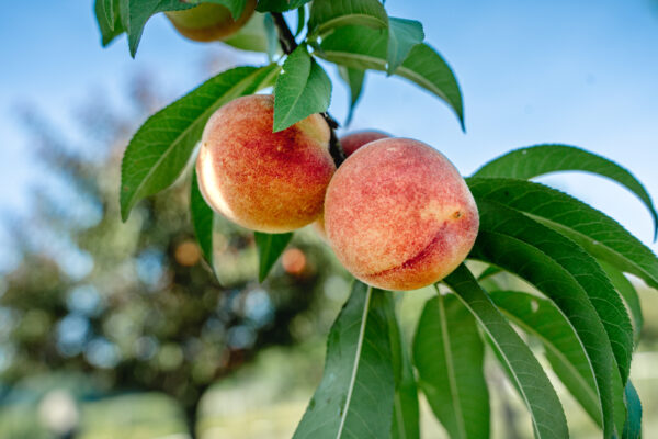 Tropic Snow Peach Tree (TropicSnow) Low Chill – Chestnut Hill Outdoors