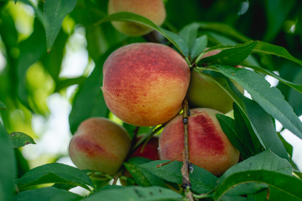 Tropic Snow Peach Tree (TropicSnow) Low Chill – Chestnut Hill Outdoors