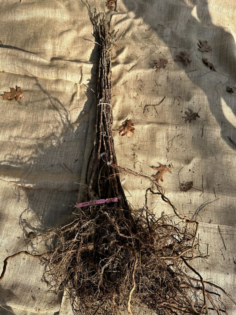 Anna Apple Tree Low Chill – Chestnut Hill Outdoors