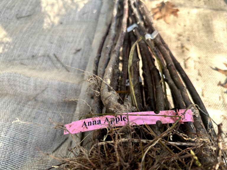 Anna Apple Tree Low Chill – Chestnut Hill Outdoors