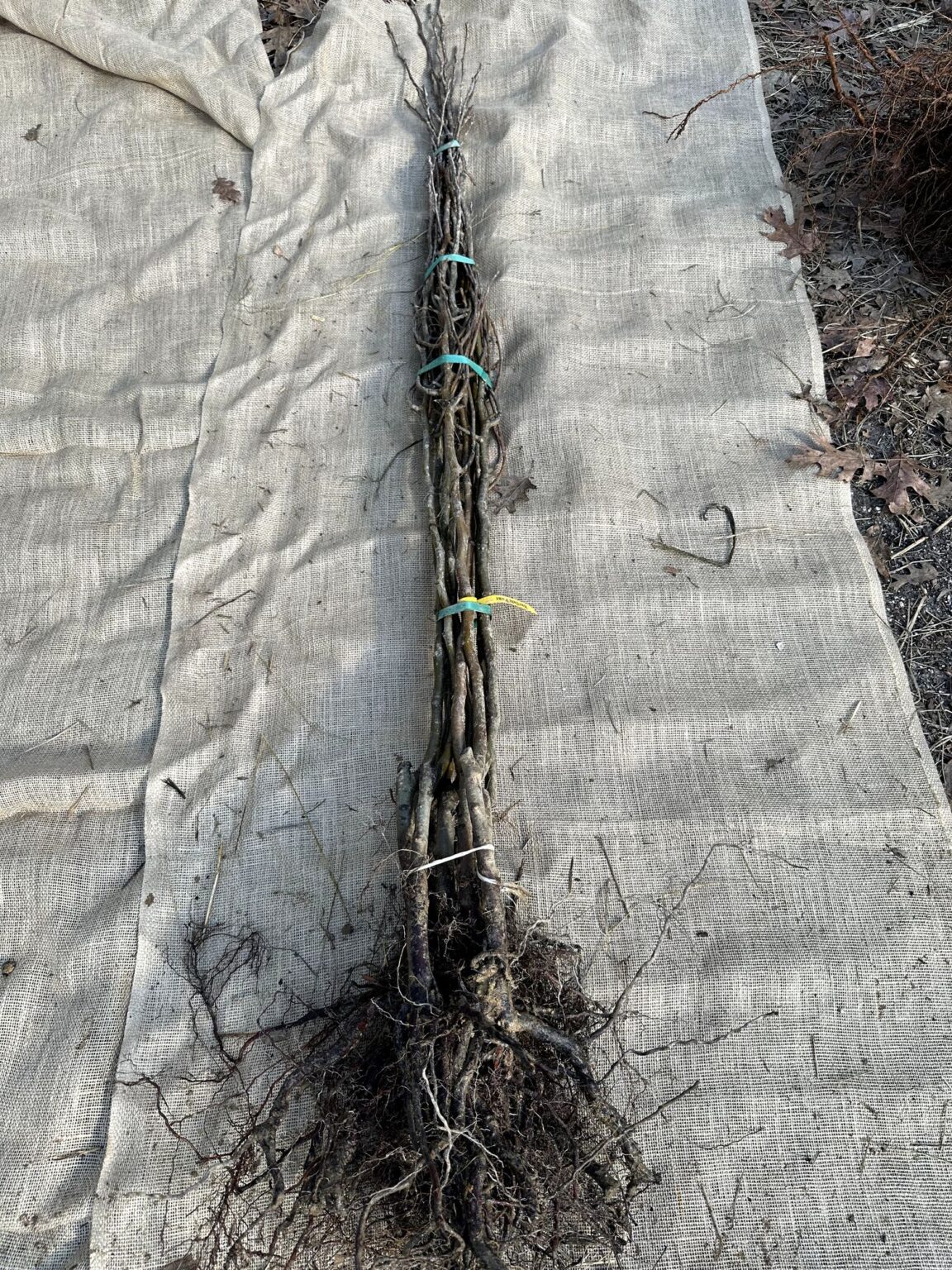 Bartlett Pear Tree – Chestnut Hill Outdoors