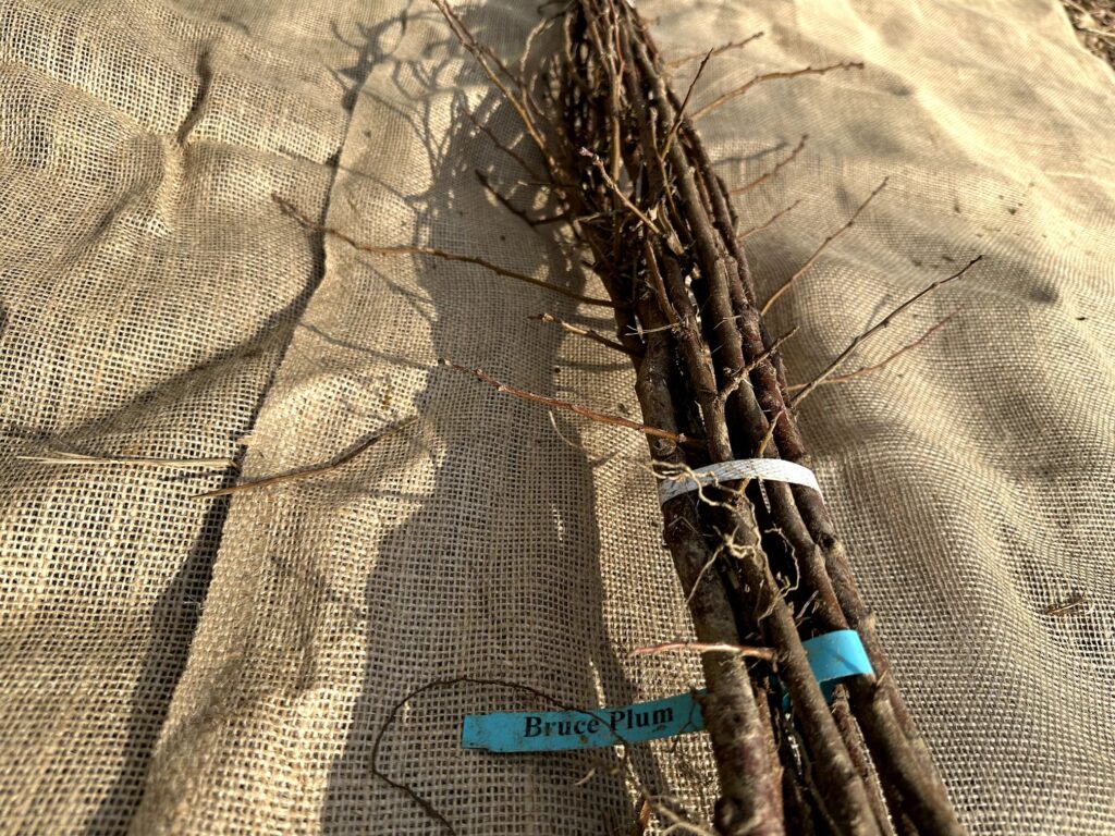 Bruce Plum Tree – Chestnut Hill Outdoors