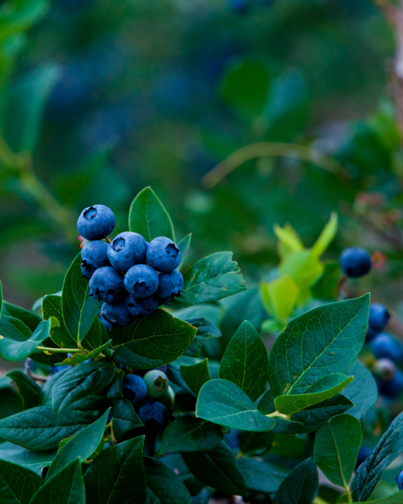 Powderblue Blueberry Bush – Chestnut Hill Outdoors