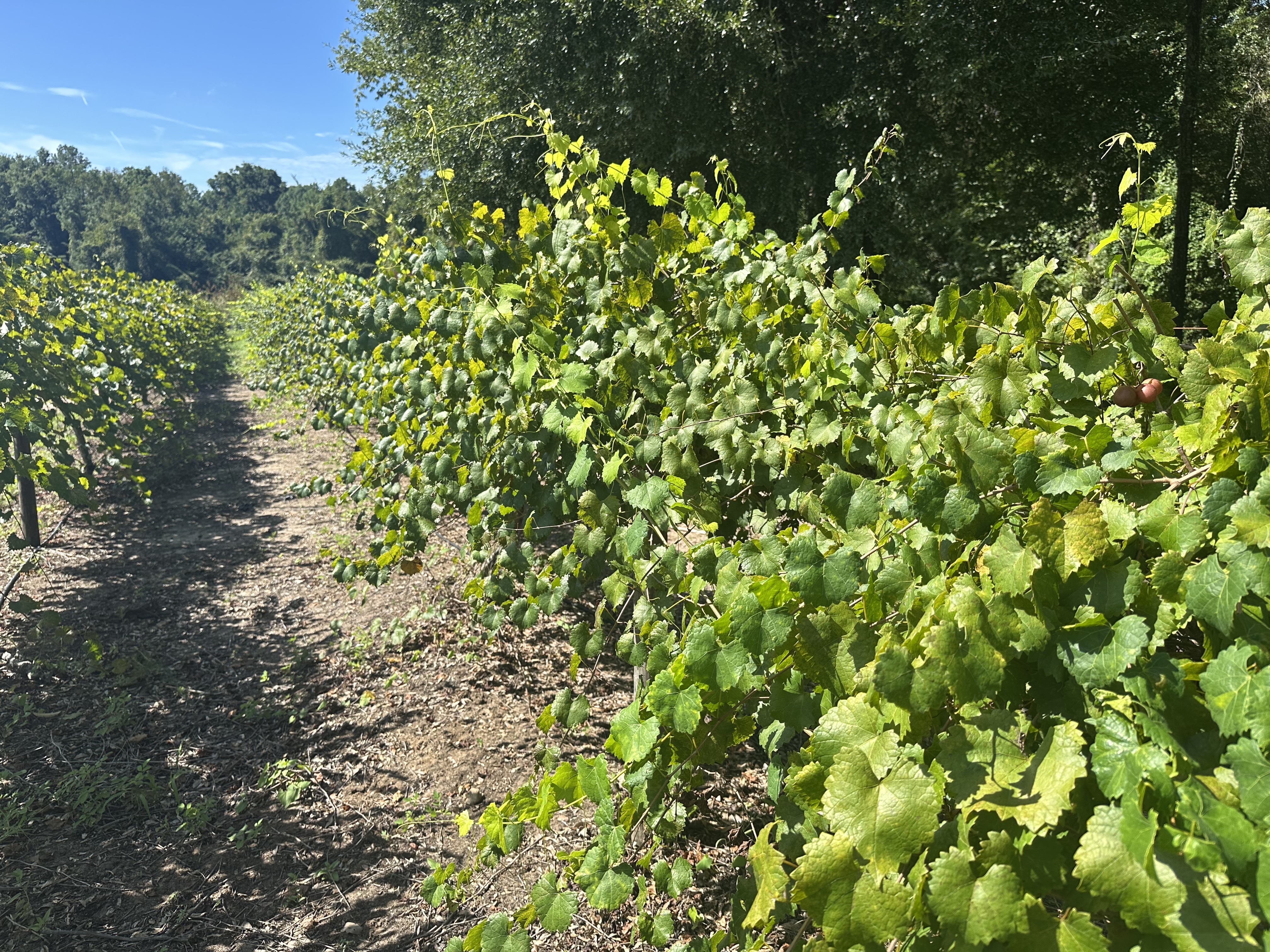 Summit Muscadine Grape Vine – Chestnut Hill Outdoors