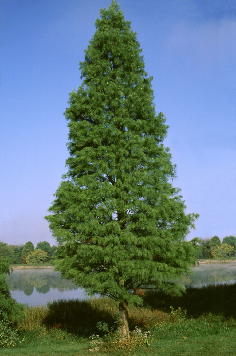 Pond Cypress Tree – Chestnut Hill Outdoors