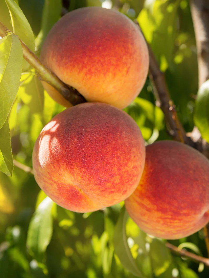 Red Skin Peach Tree – Chestnut Hill Outdoors