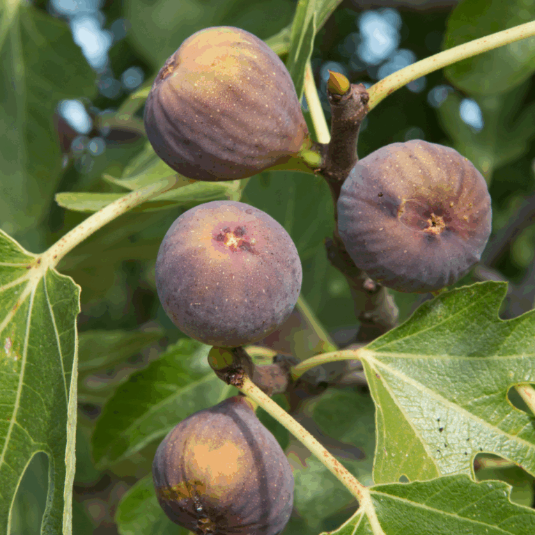 Olympia Fig Tree – Chestnut Hill Outdoors