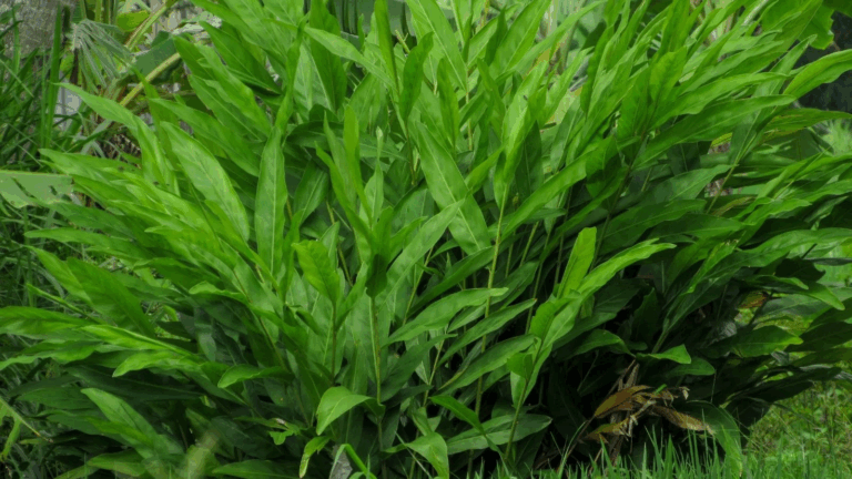 Thai Ginger a.k.a. Galangal Ginger – Chestnut Hill Outdoors