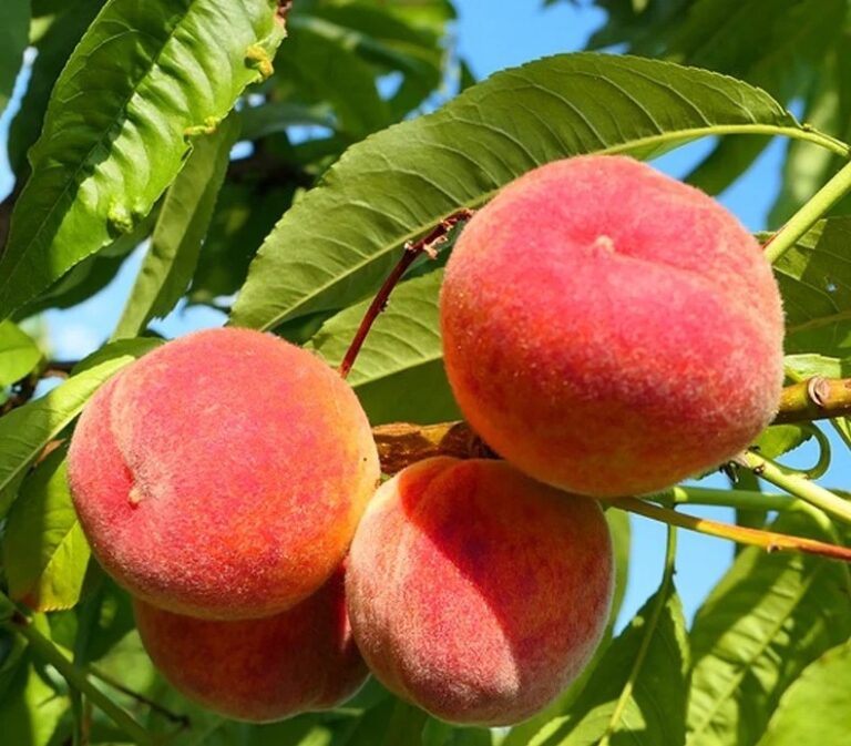 Florida King Peach Tree – Chestnut Hill Outdoors